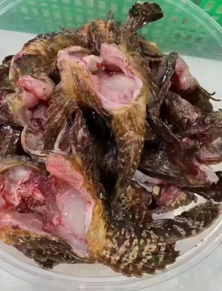 虎头鱼长什么样子_虎头鱼好吃吗-第1张图片-山城妙识