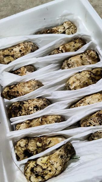 松露和松茸哪个贵_价格差距有多大-第3张图片-山城妙识