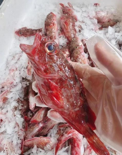 虎头鱼长什么样子_虎头鱼好吃吗-第3张图片-山城妙识