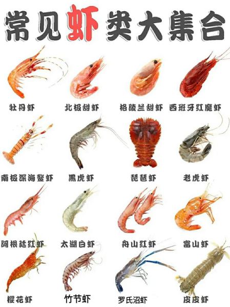 海虾种类图片大全_如何区分常见海虾-第1张图片-山城妙识