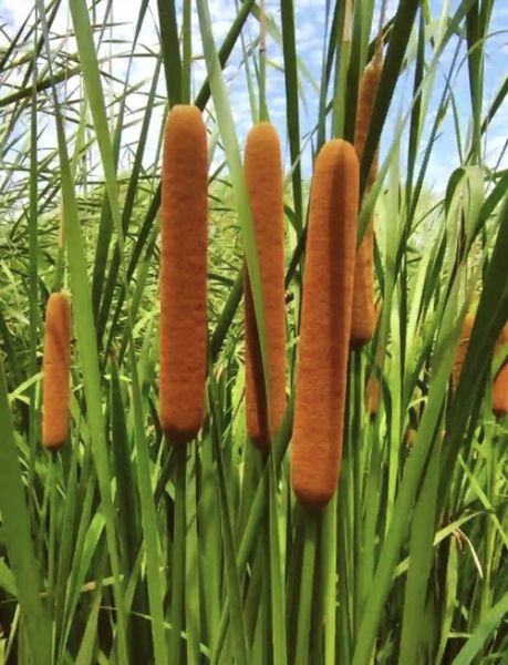 香蒲怎么吃_香蒲的药用价值-第1张图片-山城妙识