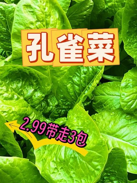 蔬菜种子批发哪里便宜_蔬菜种子零售网哪家好-第1张图片-山城妙识 蔬菜种子批发哪里便宜_蔬菜种子零售网哪家好-第1张图片-山城妙识