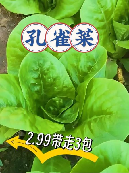 蔬菜种子批发哪里便宜_蔬菜种子零售网哪家好-第2张图片-山城妙识 蔬菜种子批发哪里便宜_蔬菜种子零售网哪家好-第2张图片-山城妙识