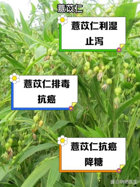 苡仁的功效与作用_苡仁的主治功能-第1张图片-山城妙识