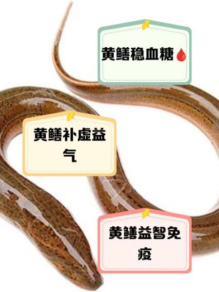 黄鳝的功效与作用_黄鳝怎么吃最补气血-第1张图片-山城妙识