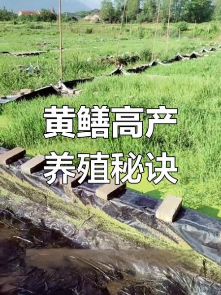 黄鳝养殖池怎么建_黄鳝养殖池建造图详解-第1张图片-山城妙识