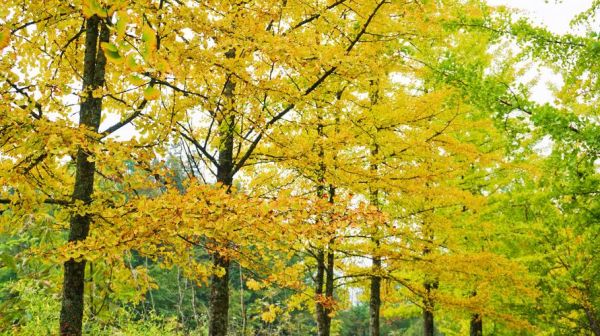 银杏树长什么样子_银杏树图片特征-第2张图片-山城妙识