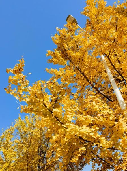 银杏树长什么样子_银杏树图片特征-第3张图片-山城妙识