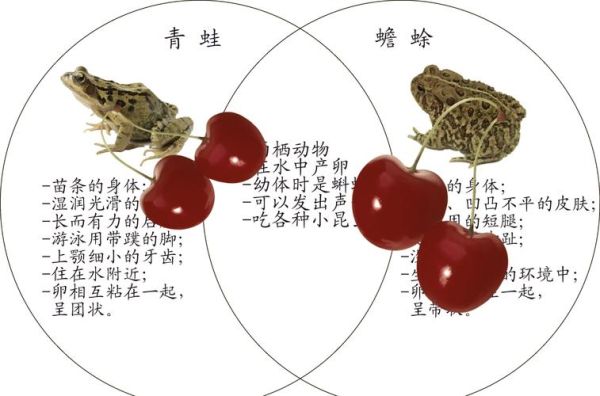 青蛙和癞蛤蟆的区别_青蛙和癞蛤蟆哪个有毒-第1张图片-山城妙识