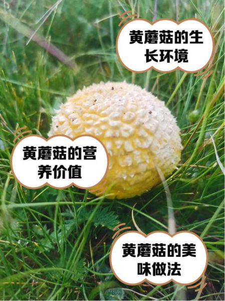 黄蘑菇怎么做好吃_黄蘑菇做法大全-第3张图片-山城妙识