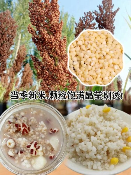 高粱米怎么做好吃_高粱米煮粥的做法-第1张图片-山城妙识 高粱米怎么做好吃_高粱米煮粥的做法-第1张图片-山城妙识