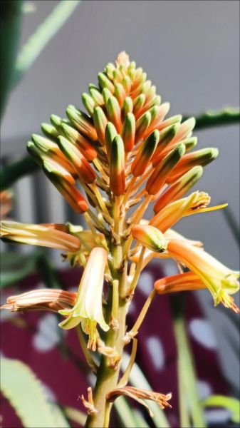 芦荟开花图片_芦荟开花预示着什么-第2张图片-山城妙识 芦荟开花图片_芦荟开花预示着什么-第2张图片-山城妙识