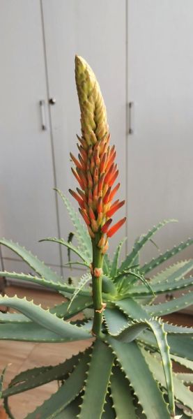 芦荟开花图片_芦荟开花预示着什么-第1张图片-山城妙识 芦荟开花图片_芦荟开花预示着什么-第1张图片-山城妙识