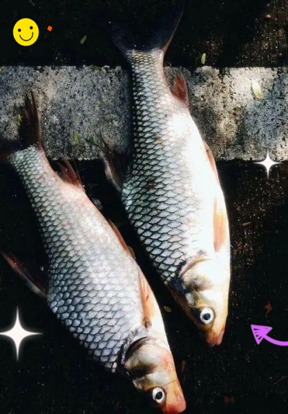 草鱼和青鱼的区别_哪个更好吃-第2张图片-山城妙识