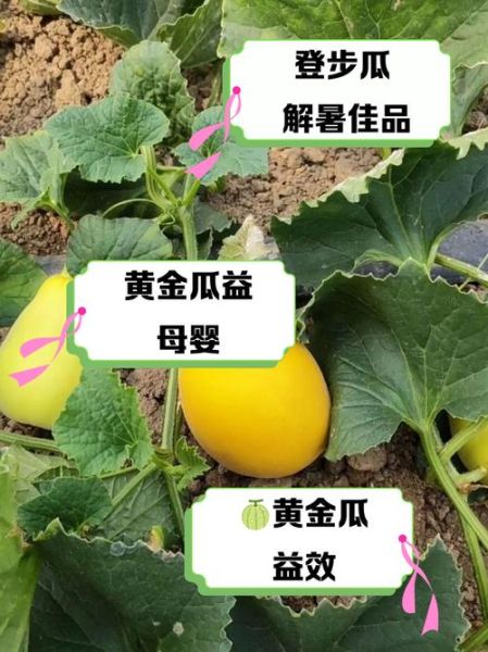 黄金瓜怎么做好吃_黄金瓜的做法大全-第1张图片-山城妙识 黄金瓜怎么做好吃_黄金瓜的做法大全-第1张图片-山城妙识