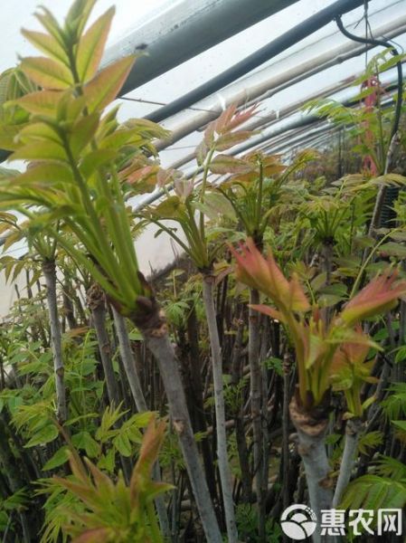 香椿大棚种植技术_香椿大棚一年能收几茬-第2张图片-山城妙识 香椿大棚种植技术_香椿大棚一年能收几茬-第2张图片-山城妙识
