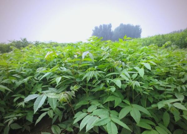 香椿大棚种植技术_香椿大棚一年能收几茬-第3张图片-山城妙识 香椿大棚种植技术_香椿大棚一年能收几茬-第3张图片-山城妙识