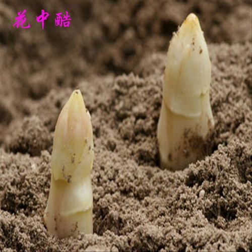 芦笋种子怎么挑选_芦笋种子图片识别技巧-第1张图片-山城妙识 芦笋种子怎么挑选_芦笋种子图片识别技巧-第1张图片-山城妙识