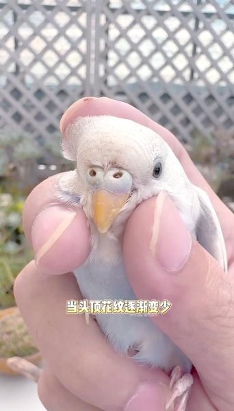 虎皮鹦鹉寿命有多长_如何延长虎皮鹦鹉寿命-第1张图片-山城妙识 虎皮鹦鹉寿命有多长_如何延长虎皮鹦鹉寿命-第1张图片-山城妙识