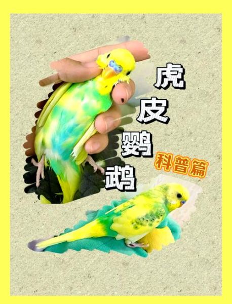 虎皮鹦鹉寿命有多长_如何延长虎皮鹦鹉寿命-第2张图片-山城妙识 虎皮鹦鹉寿命有多长_如何延长虎皮鹦鹉寿命-第2张图片-山城妙识