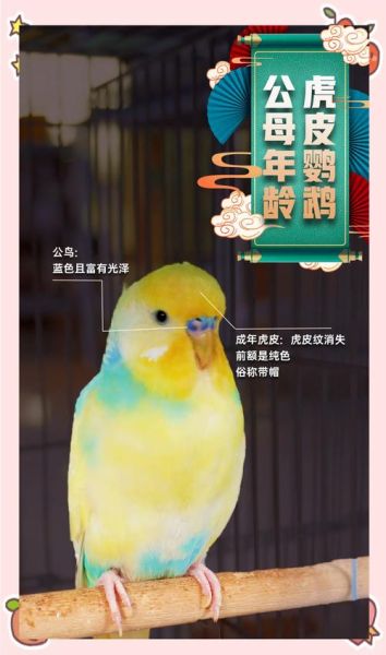 虎皮鹦鹉寿命有多长_如何延长虎皮鹦鹉寿命-第3张图片-山城妙识 虎皮鹦鹉寿命有多长_如何延长虎皮鹦鹉寿命-第3张图片-山城妙识