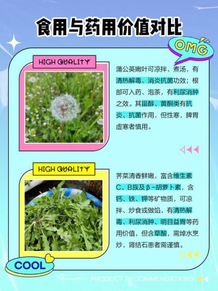 荠菜和蒲公英的区别_怎么区分荠菜和蒲公英-第2张图片-山城妙识