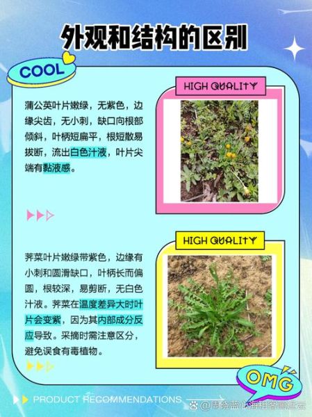 荠菜和蒲公英的区别_怎么区分荠菜和蒲公英-第1张图片-山城妙识