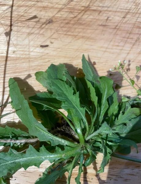 荠菜和蒲公英的区别_怎么区分荠菜和蒲公英-第3张图片-山城妙识