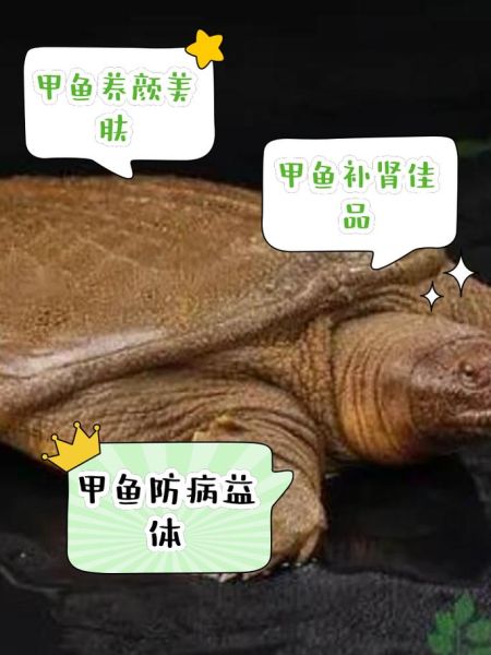 甲鱼的营养价值及禁忌_哪些人不能吃甲鱼-第2张图片-山城妙识