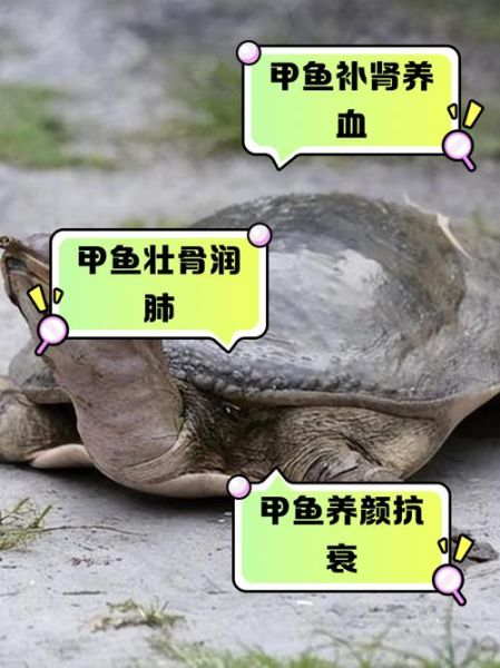 甲鱼的营养价值及禁忌_哪些人不能吃甲鱼-第3张图片-山城妙识