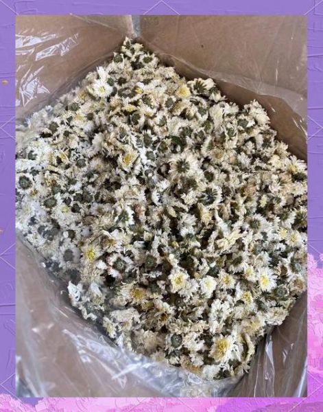 贡菊的功效与作用_贡菊泡水喝有什么禁忌-第1张图片-山城妙识