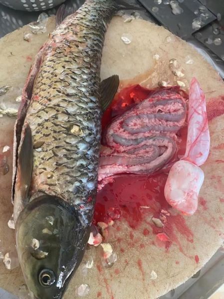 草鱼鱼籽的营养价值_草鱼鱼籽的功效与作用-第2张图片-山城妙识