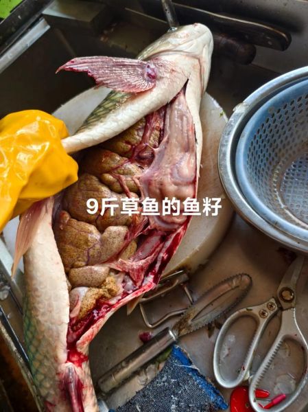 草鱼鱼籽的营养价值_草鱼鱼籽的功效与作用-第1张图片-山城妙识