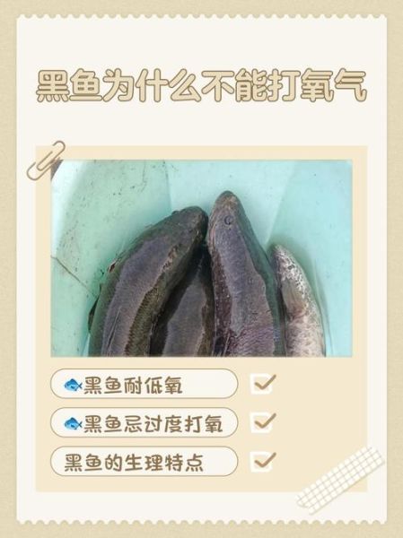 黑鱼为什么脏_黑鱼污染真相-第2张图片-山城妙识