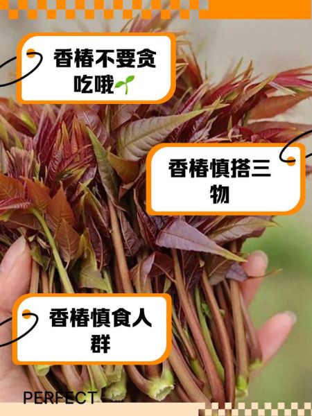 香椿什么人不能吃_孕妇能吃香椿吗-第1张图片-山城妙识