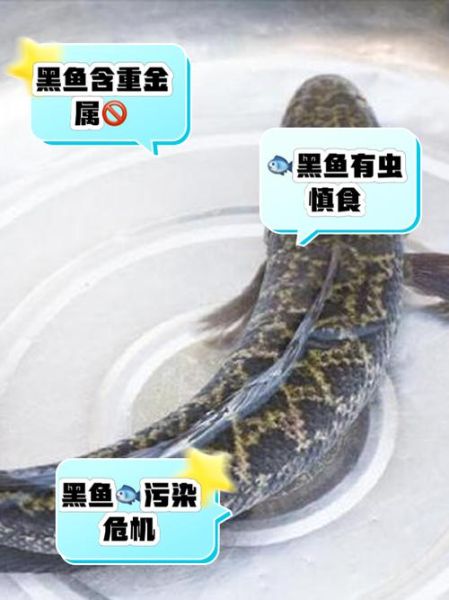 黑鱼为什么脏_黑鱼污染真相-第1张图片-山城妙识