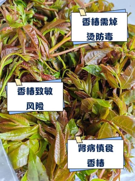 香椿什么人不能吃_孕妇能吃香椿吗-第3张图片-山城妙识