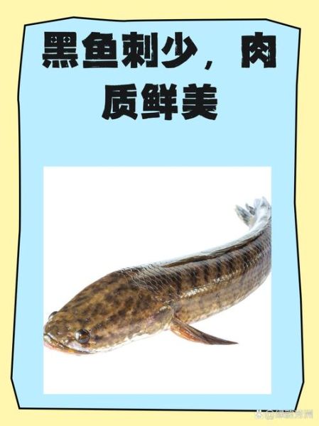 黑鱼为什么脏_黑鱼污染真相-第3张图片-山城妙识