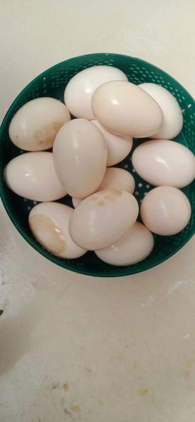 鹅蛋怎么腌制_家庭最简单做法-第3张图片-山城妙识