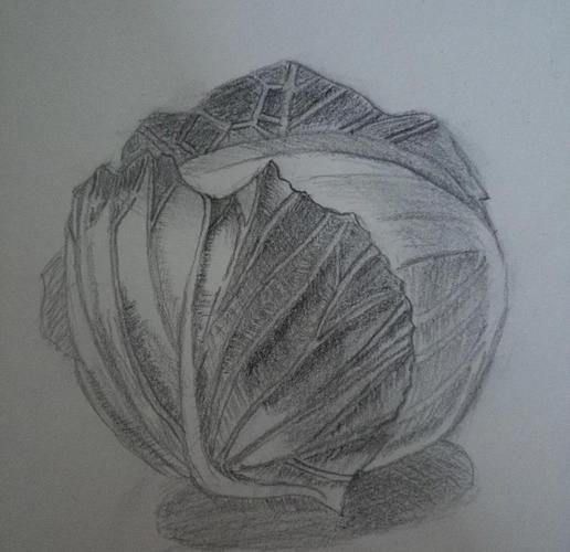 圆白菜怎么画_圆白菜简笔画步骤-第1张图片-山城妙识