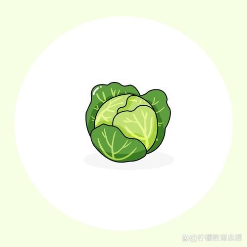 圆白菜怎么画_圆白菜简笔画步骤-第2张图片-山城妙识