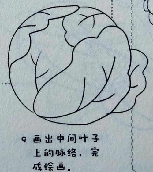 圆白菜怎么画_圆白菜简笔画步骤-第3张图片-山城妙识