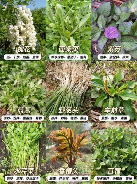 野菜图片大全带名字_哪些野菜可以吃-第3张图片-山城妙识