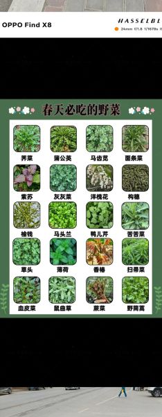 野菜图片大全带名字_哪些野菜可以吃-第2张图片-山城妙识