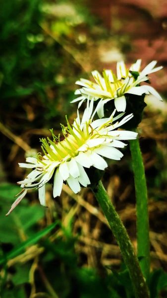 蒲公英的花语是什么_蒲公英图片唯美意境-第2张图片-山城妙识