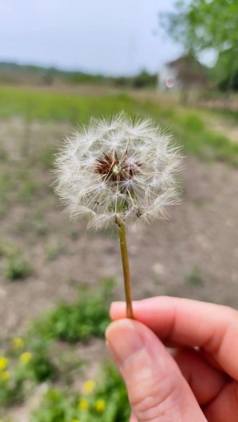 蒲公英的花语是什么_蒲公英图片唯美意境-第3张图片-山城妙识