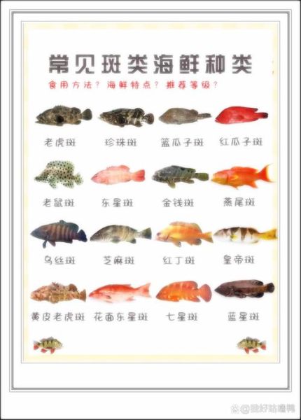 东星斑饭店人均价格_东星斑饭店贵吗-第3张图片-山城妙识