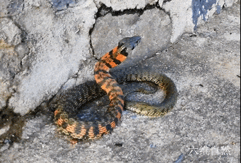 野鸡脖子真的存在吗_野鸡脖子蛇是什么-第1张图片-山城妙识