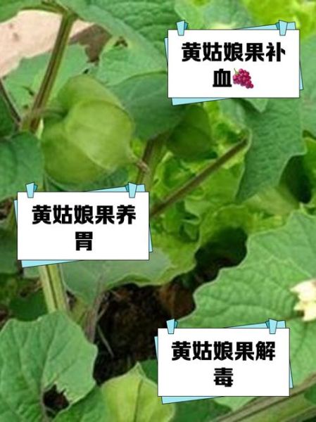 黄姑娘果怎么吃_黄姑娘果的功效与作用-第1张图片-山城妙识 黄姑娘果怎么吃_黄姑娘果的功效与作用-第1张图片-山城妙识