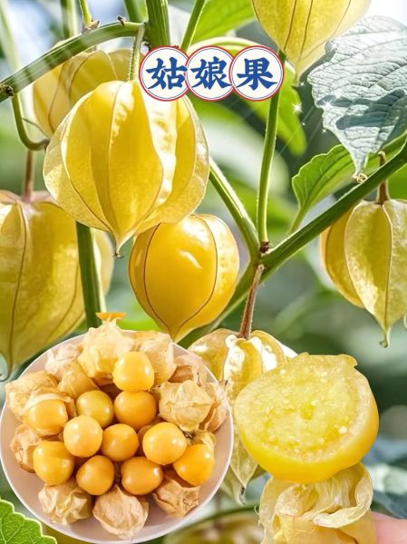 黄姑娘果怎么吃_黄姑娘果的功效与作用-第3张图片-山城妙识 黄姑娘果怎么吃_黄姑娘果的功效与作用-第3张图片-山城妙识